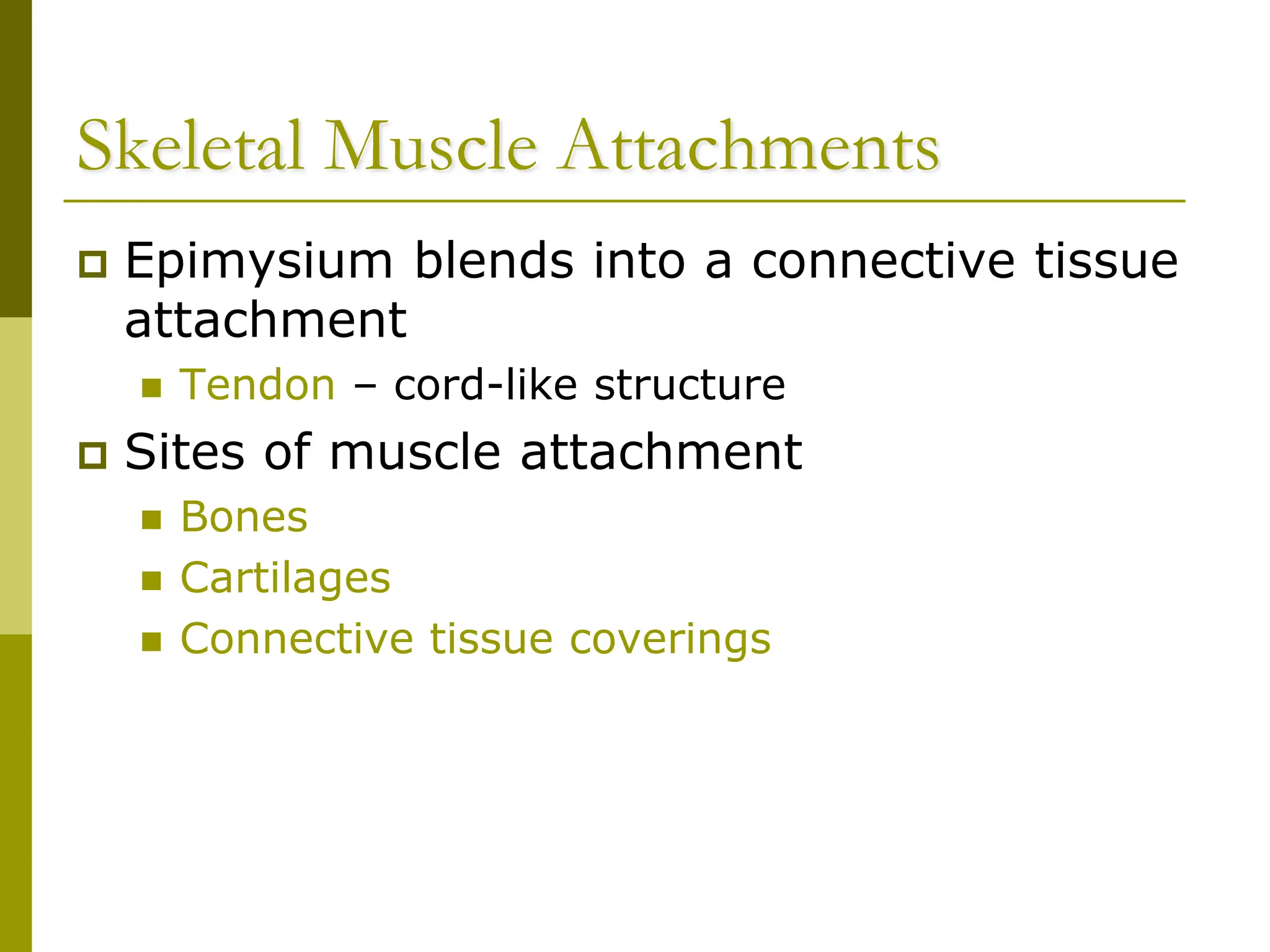 muscles. explanation for kids. primary /elementary students | PPT