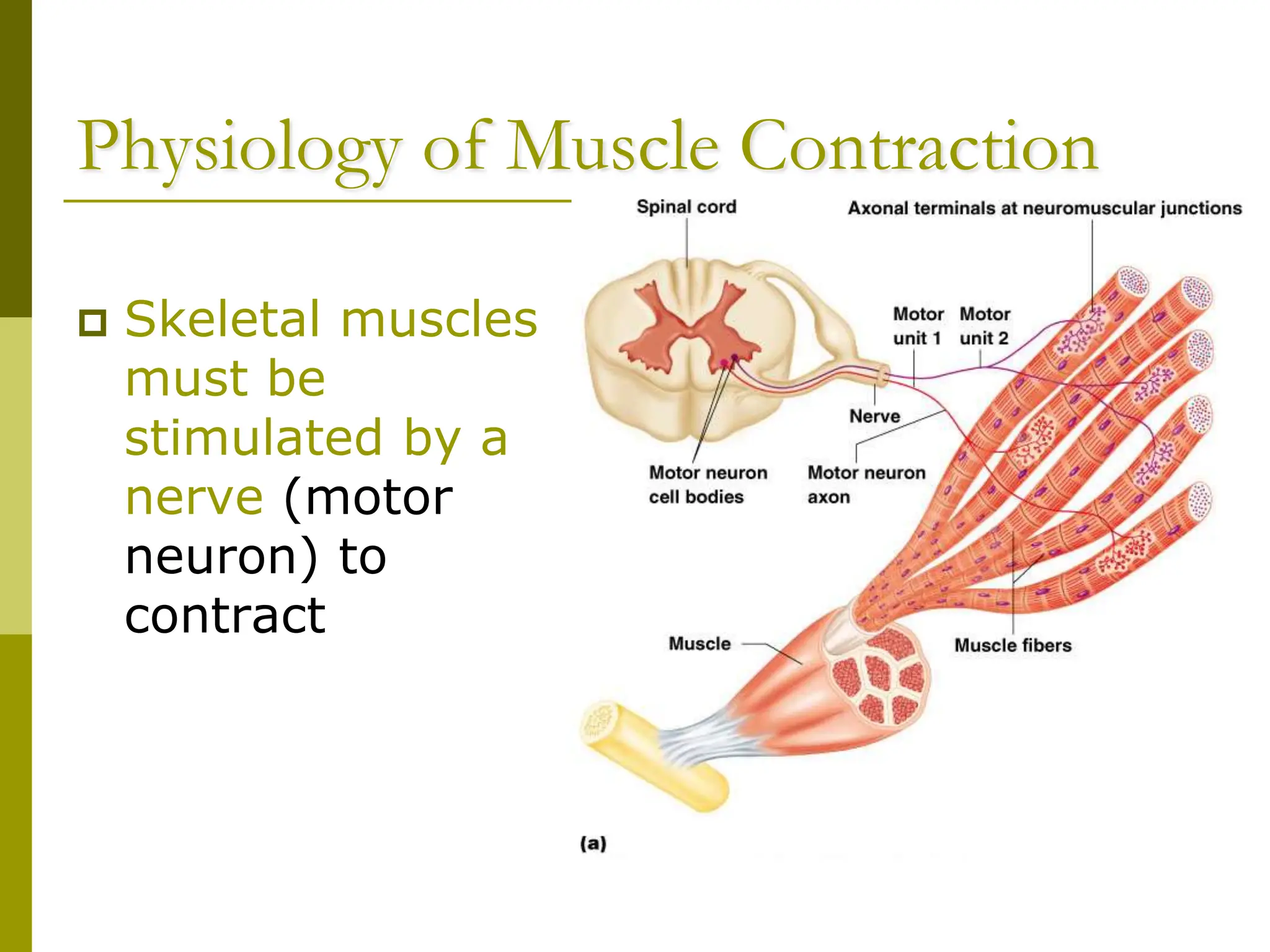 muscles. explanation for kids. primary /elementary students | PPT