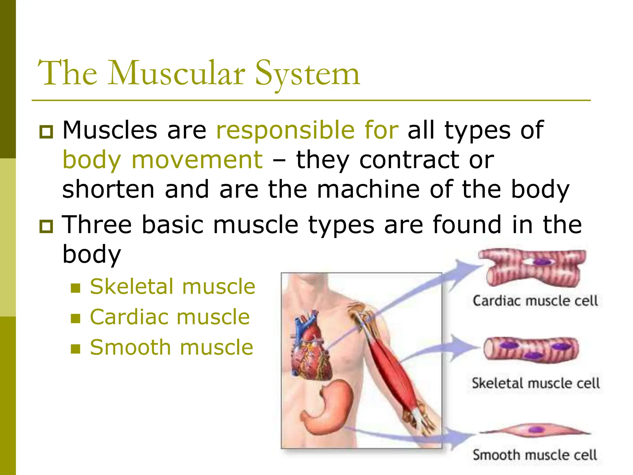 muscles. explanation for kids. primary /elementary students | PPT