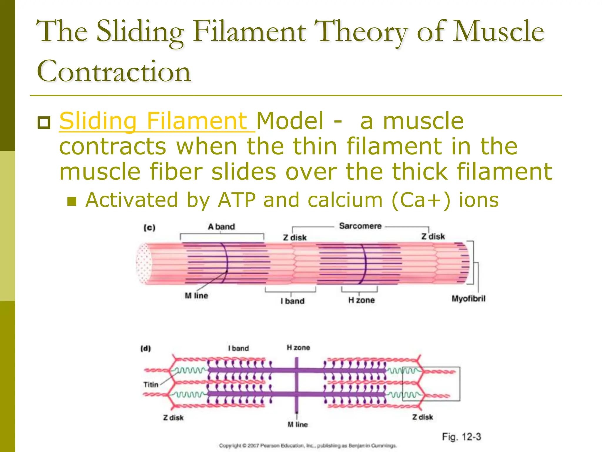 muscles. explanation for kids. primary /elementary students | PPT