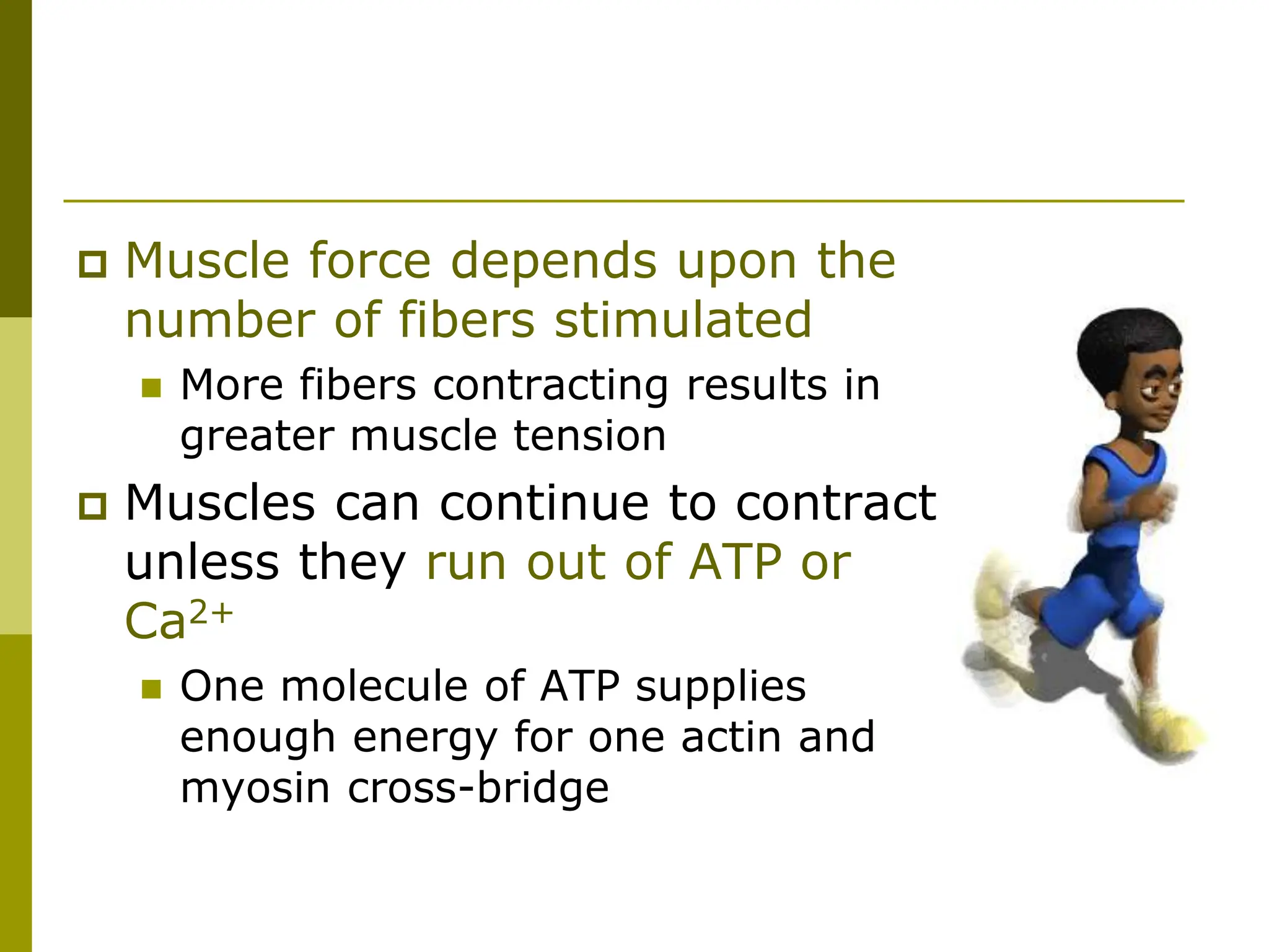muscles. explanation for kids. primary /elementary students | PPT