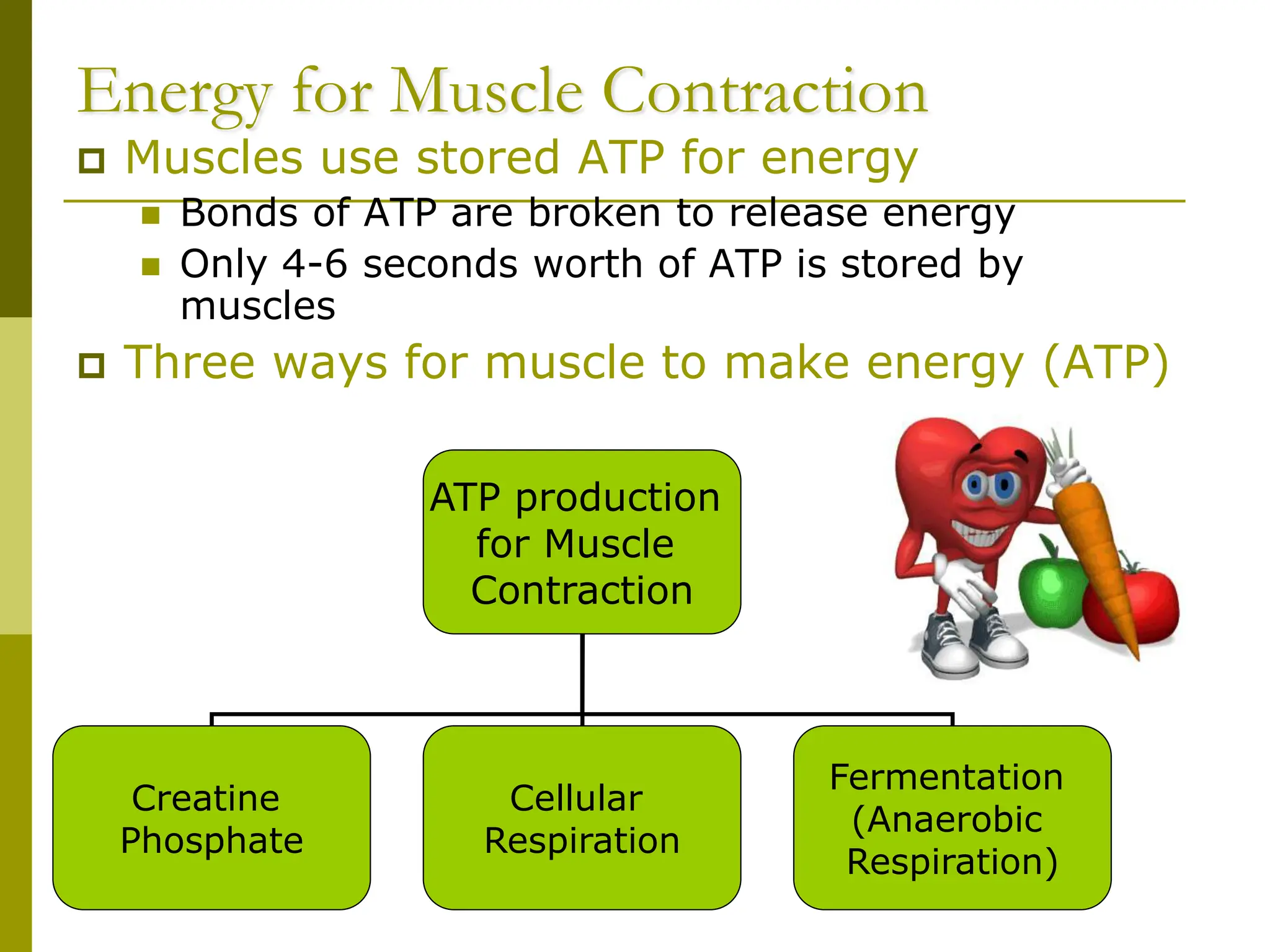 muscles. explanation for kids. primary /elementary students | PPT
