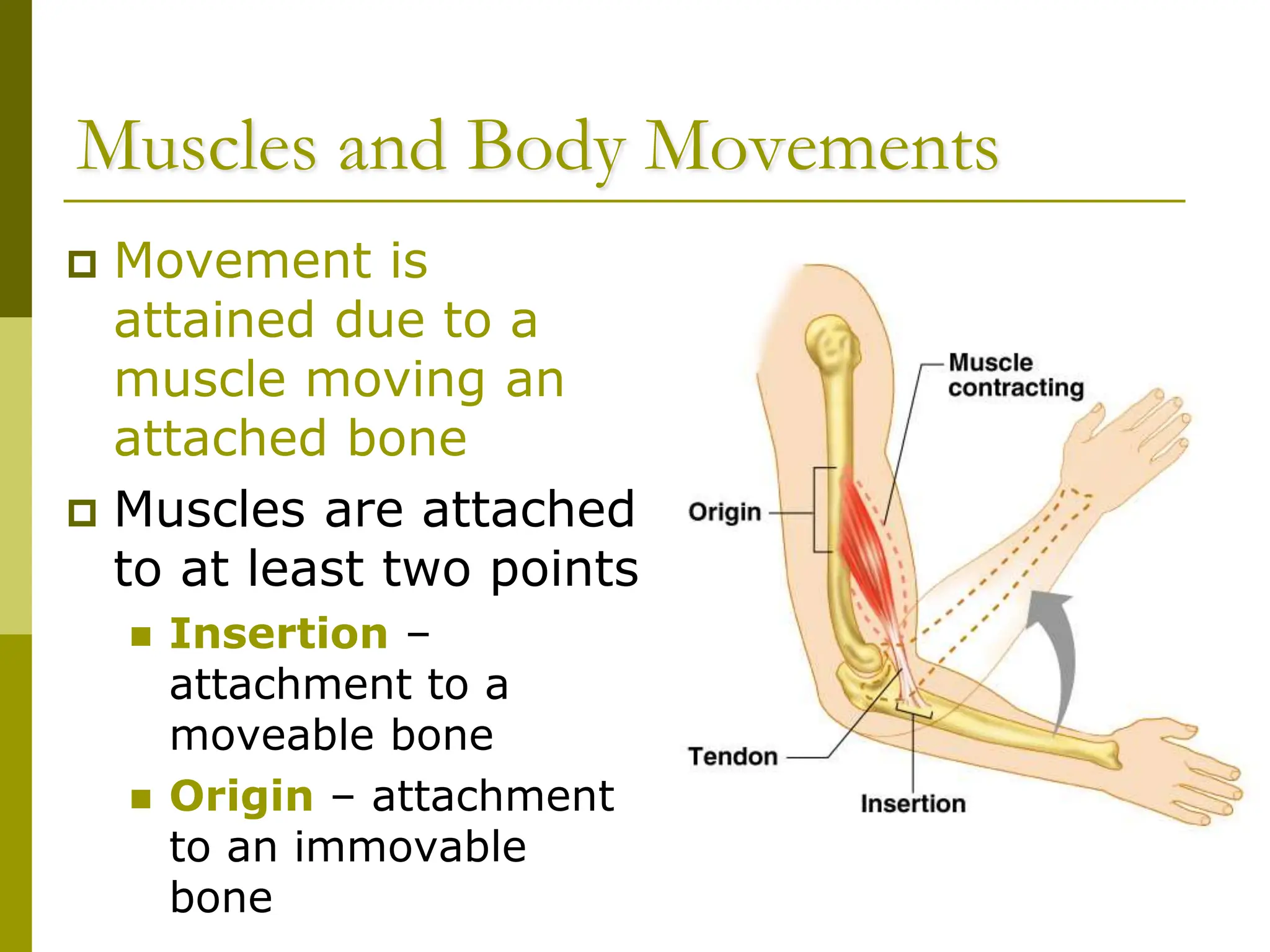 muscles. explanation for kids. primary /elementary students | PPT