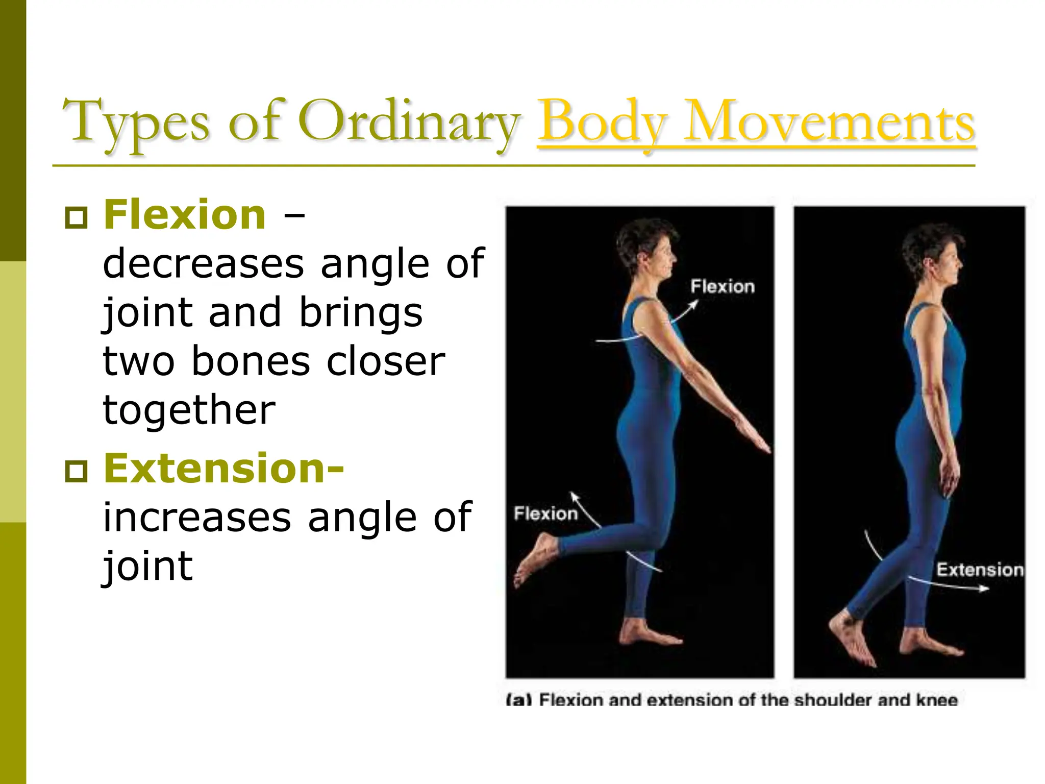 muscles. explanation for kids. primary /elementary students | PPT