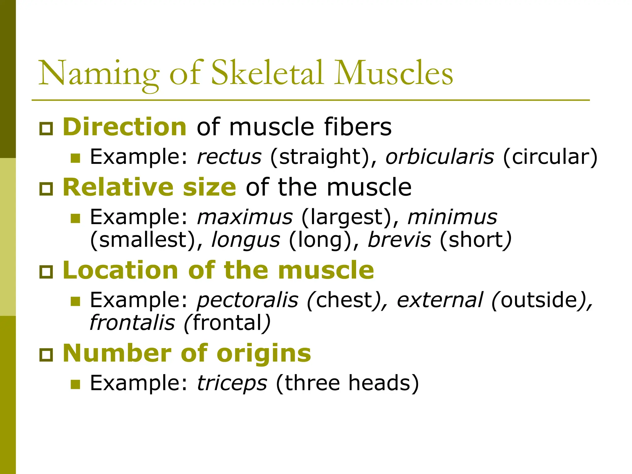 muscles. explanation for kids. primary /elementary students | PPT