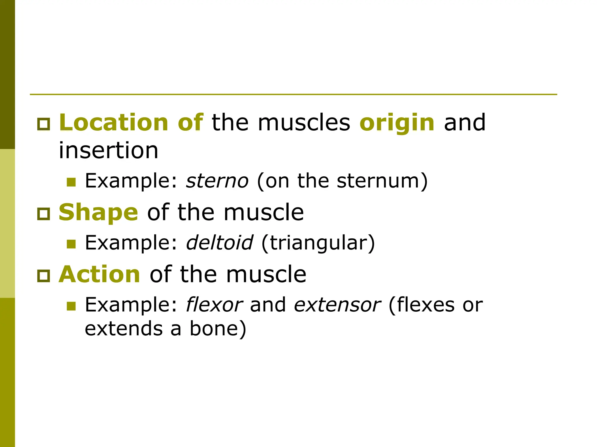 muscles. explanation for kids. primary /elementary students | PPT