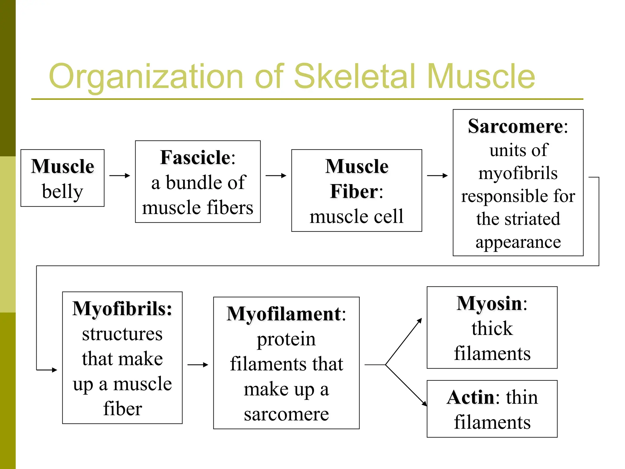 muscles. explanation for kids. primary /elementary students | PPT
