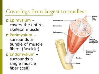 muscles. explanation for kids. primary /elementary students | PPT