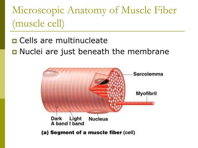 muscles. explanation for kids. primary /elementary students | PPT
