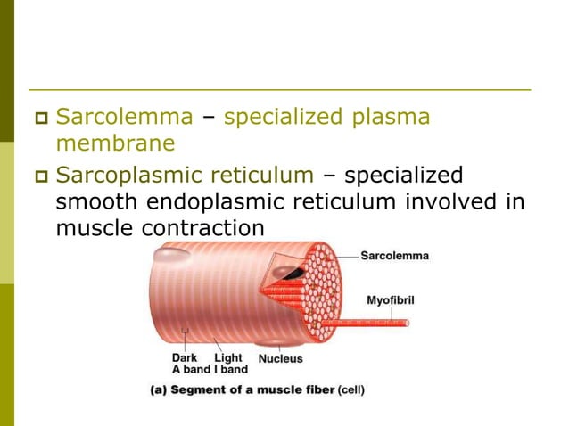 muscles. explanation for kids. primary /elementary students | PPT