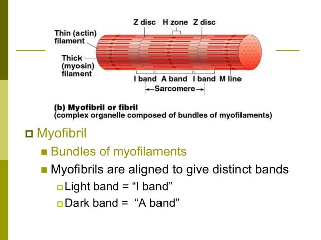 muscles. explanation for kids. primary /elementary students | PPT