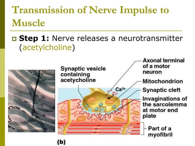 muscles. explanation for kids. primary /elementary students | PPT