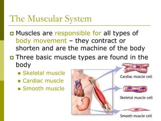 muscles. explanation for kids. primary /elementary students | PPT