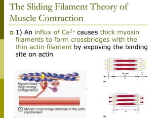 muscles. explanation for kids. primary /elementary students | PPT