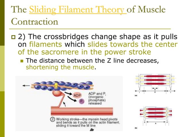 muscles. explanation for kids. primary /elementary students | PPT