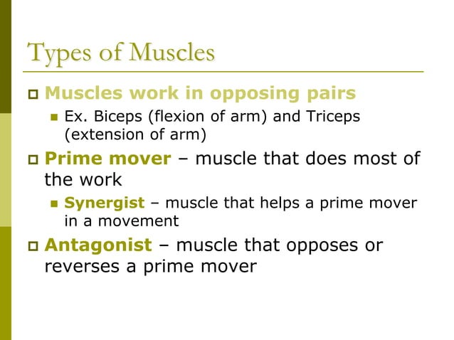 muscles. explanation for kids. primary /elementary students | PPT