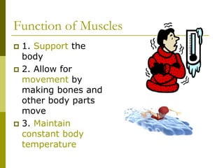 muscles. explanation for kids. primary /elementary students | PPT
