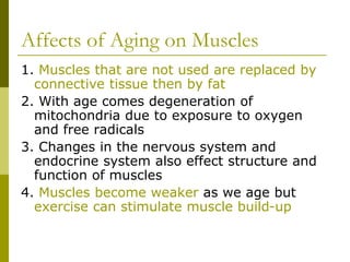 muscles. explanation for kids. primary /elementary students | PPT