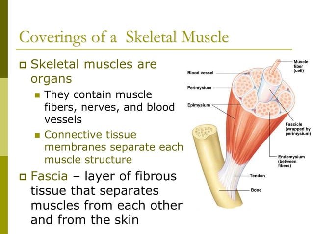 muscles. explanation for kids. primary /elementary students | PPT