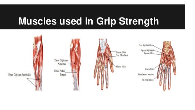 Muscle testing group presentation