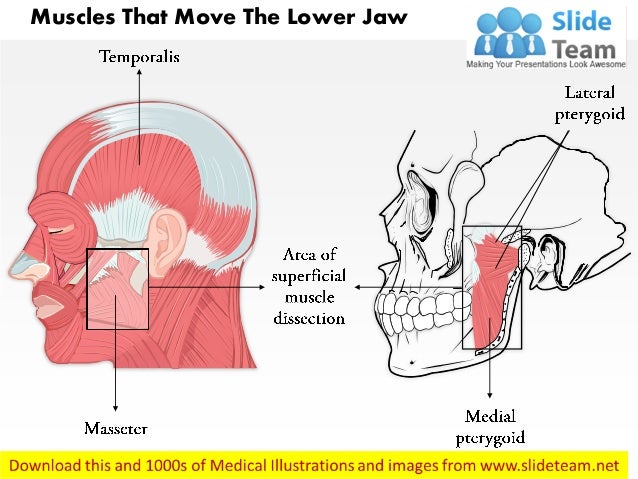 Muscle that move the lower jaw medical images for power point
