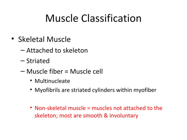Muscle tissue 1 2 (comparative vertebrate anatomy) | PPT
