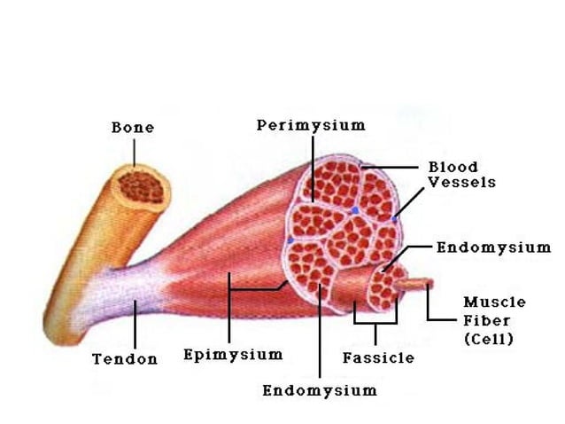 Muscle tissue 1 2 (comparative vertebrate anatomy) | PPT