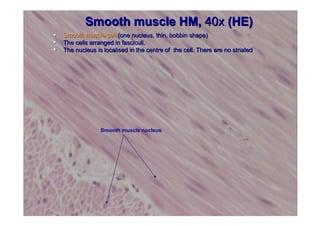 Smooth Muscle Slide 40x