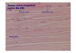 Skeletal Muscle 40x