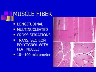 Muscle tissue | PPT | Biological Sciences | Science
