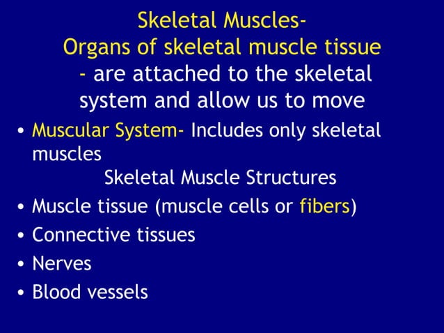 Muscle tissue | PPT