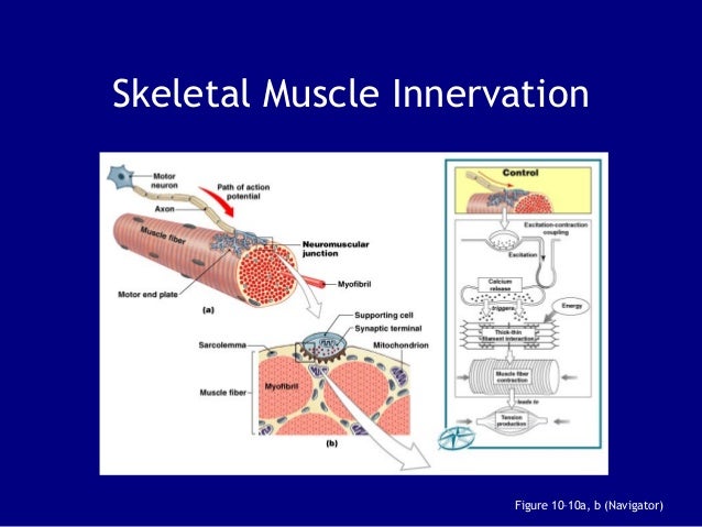 Skeletal Muscle Innervation images