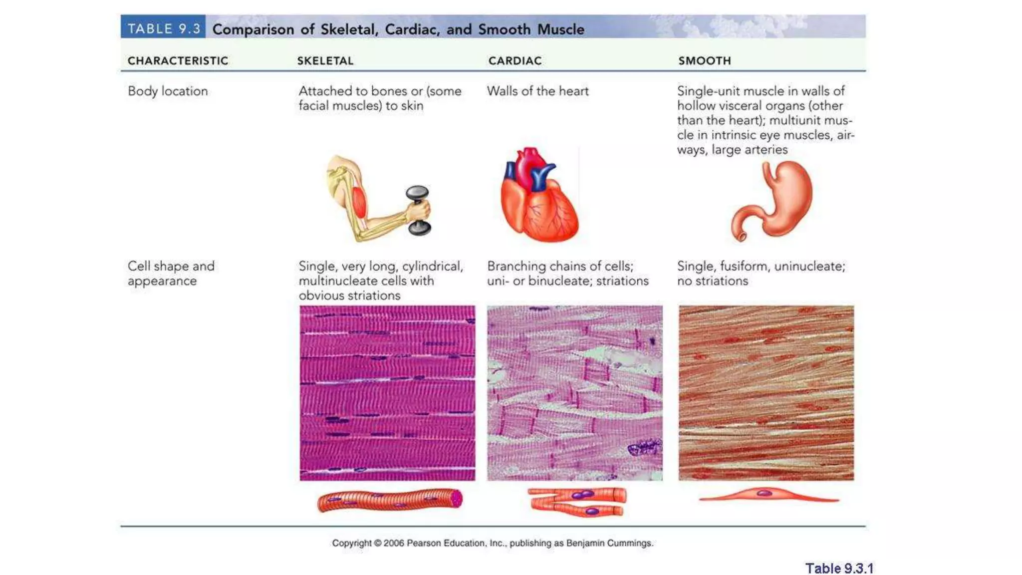 Muscle tissue 1 | PPTX