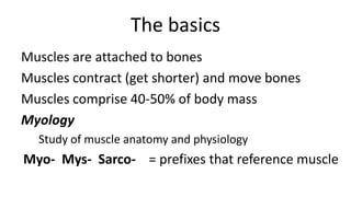 Muscle tissue 1 | PPTX