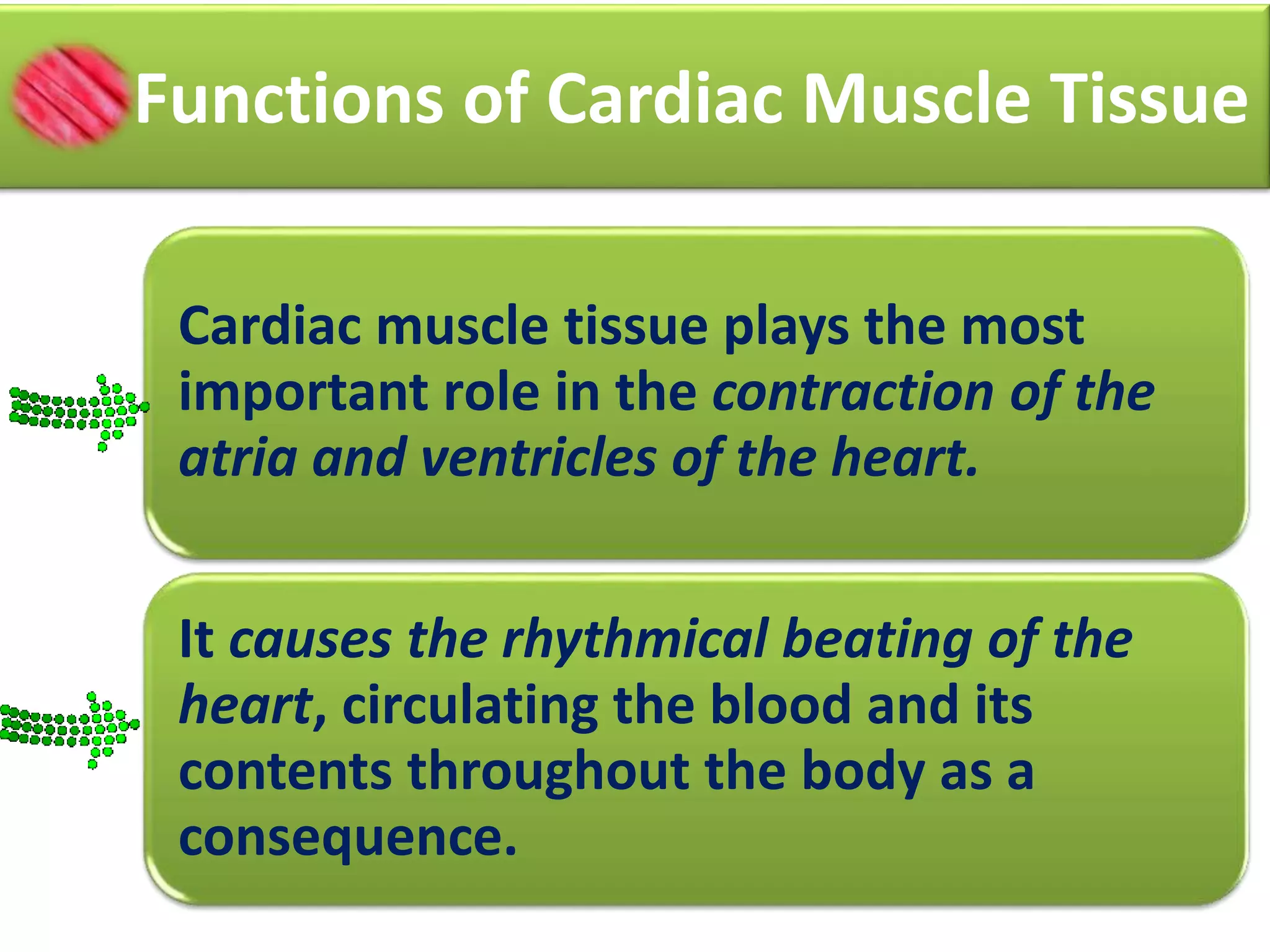 Muscle Tissue | PPTX