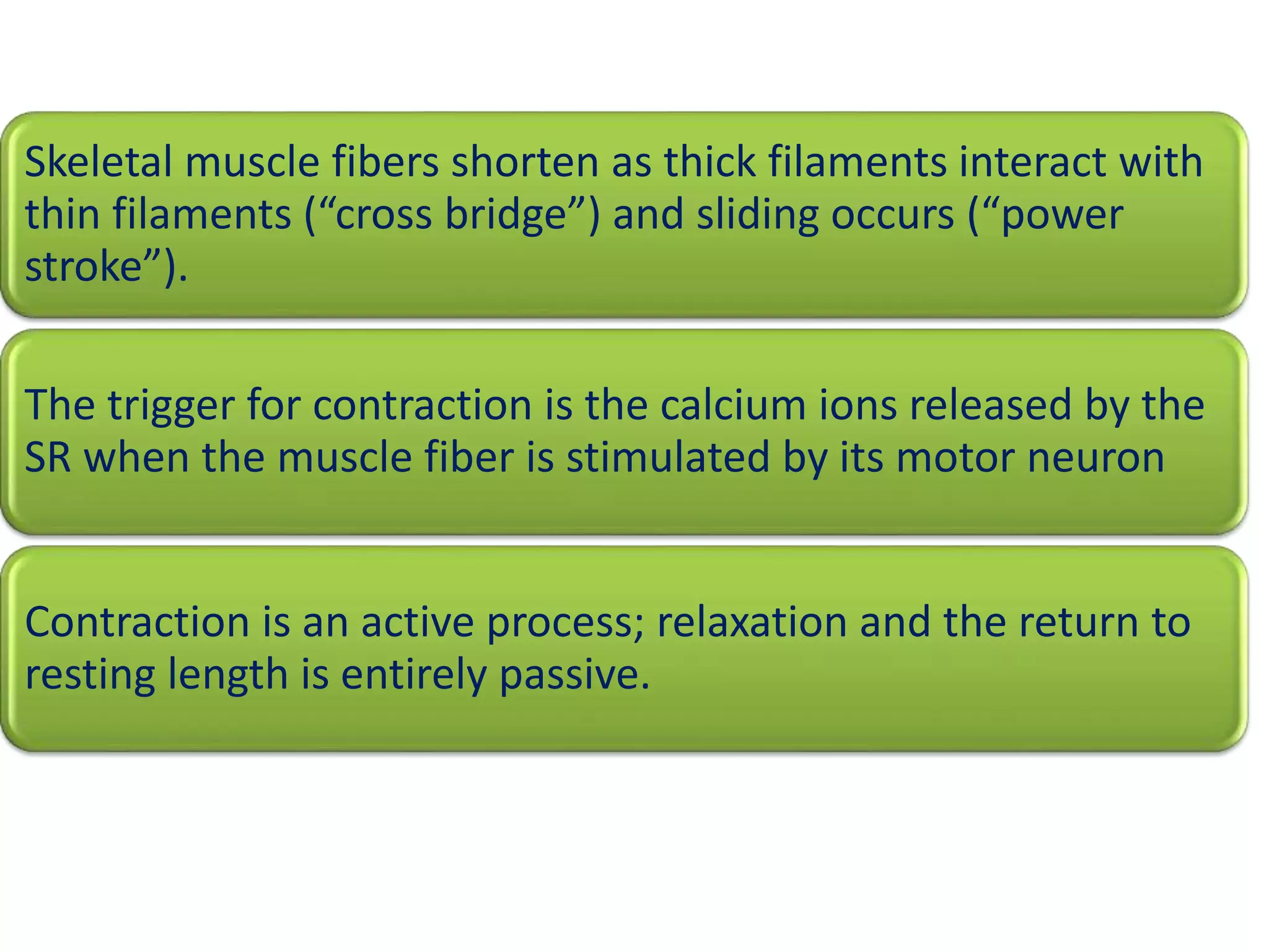 Muscle Tissue | PPTX