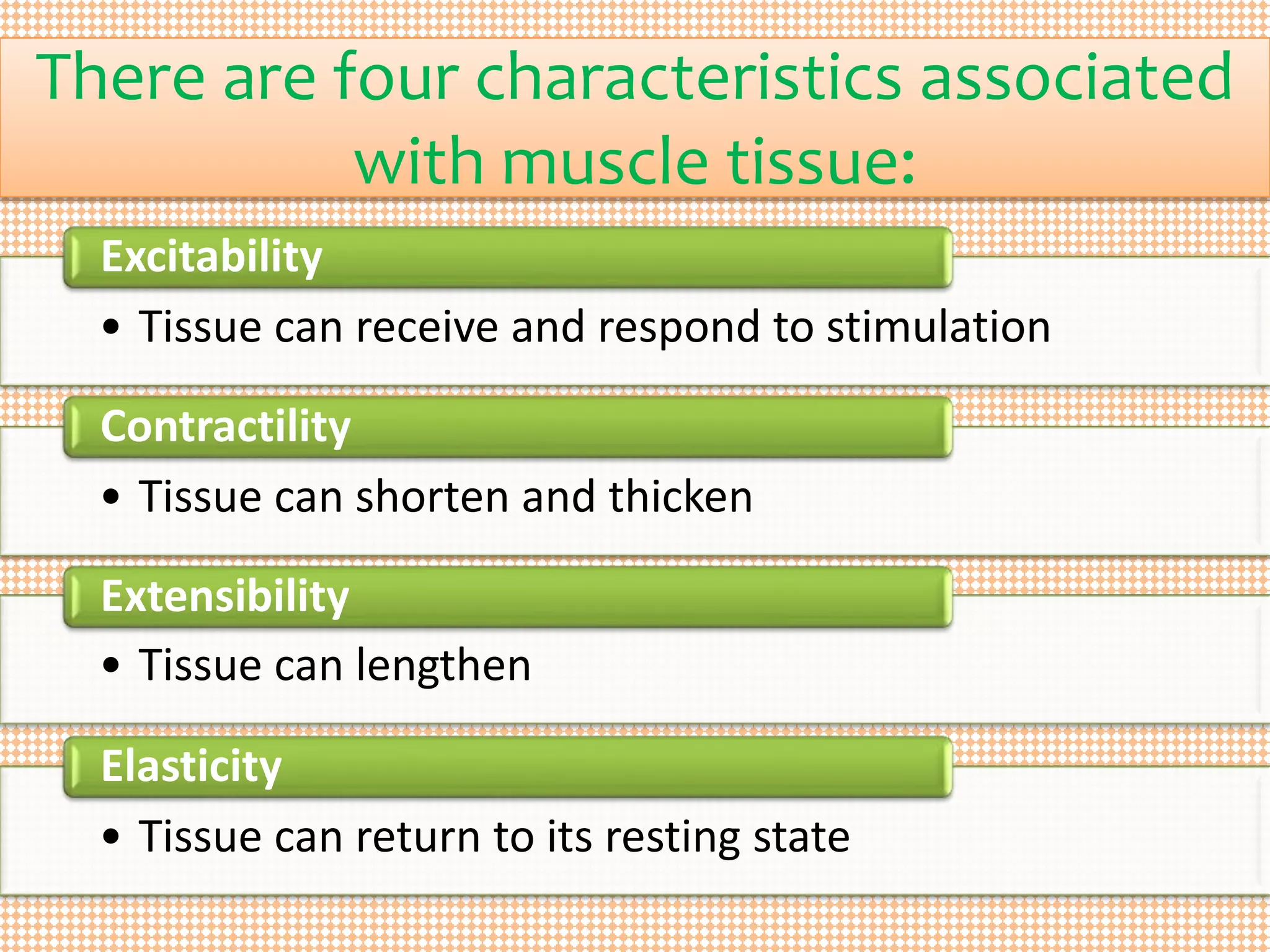 Muscle Tissue | PPTX