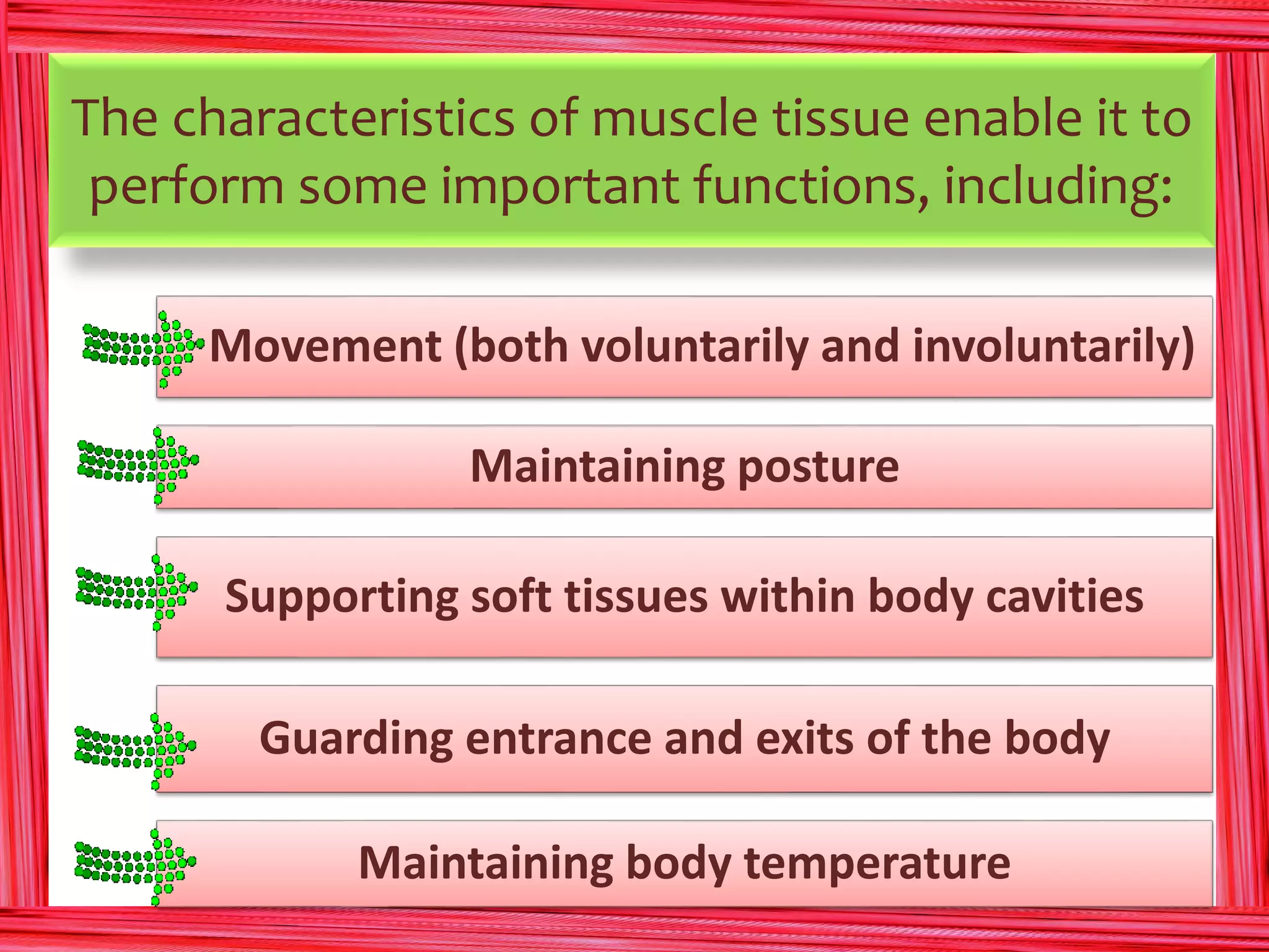 Muscle Tissue | PPTX