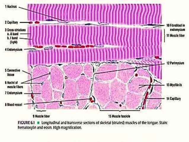 Muscle Tissue | PPTX | Physical Therapy | Wellness