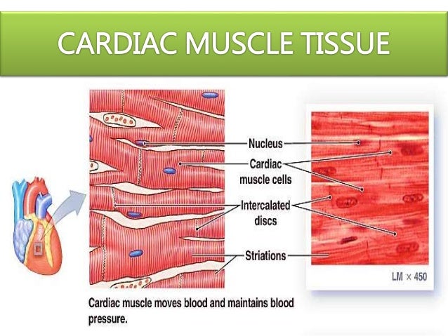 Cardiac Muscle Fiber