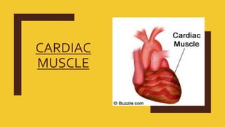 Muscle tissue | PPTX