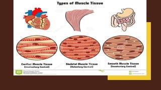 Muscle tissue | PPTX