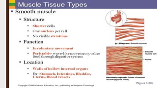 Muscle tissue | PPTX