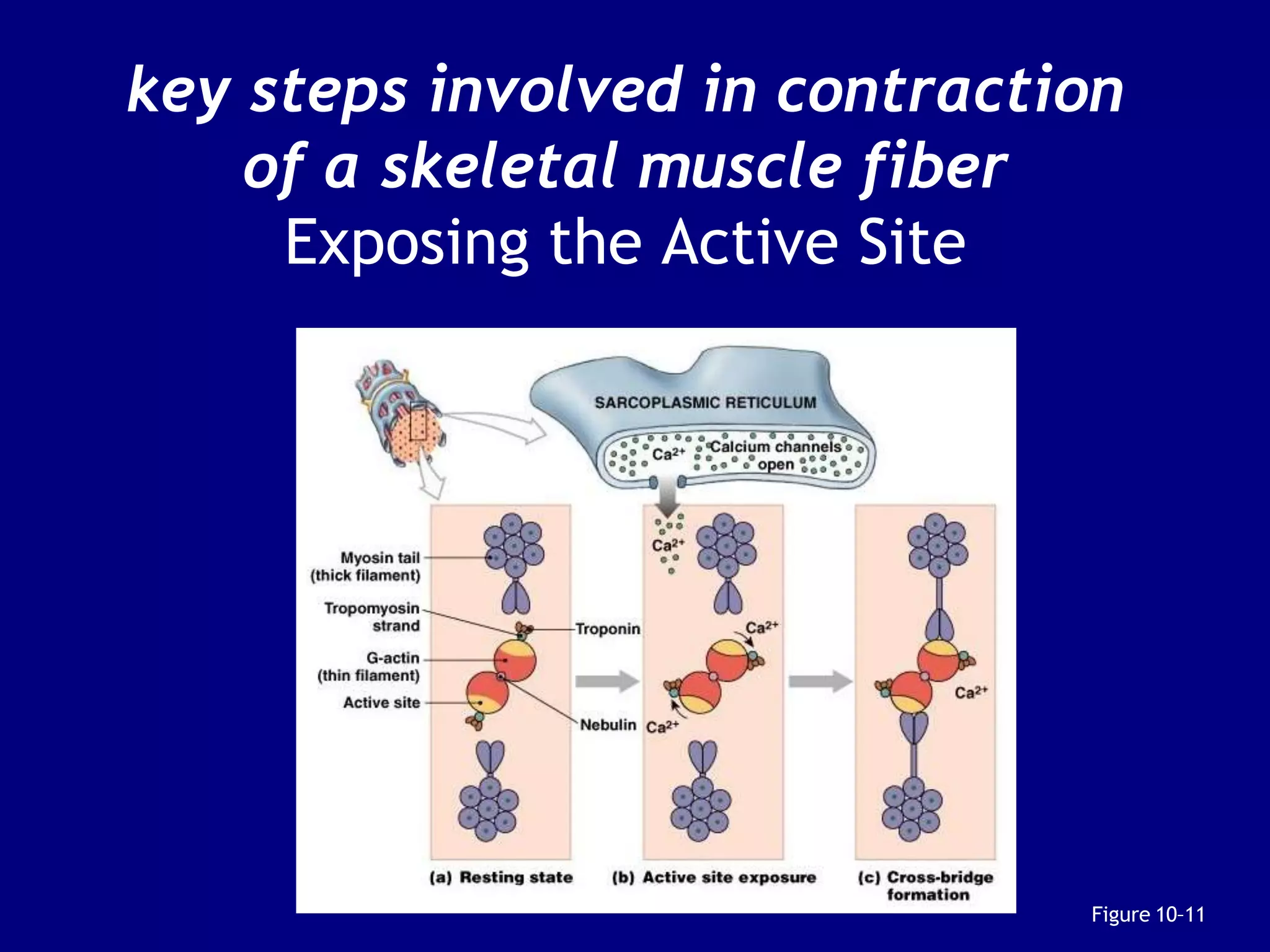 MUSCLE TISSUE.pptx