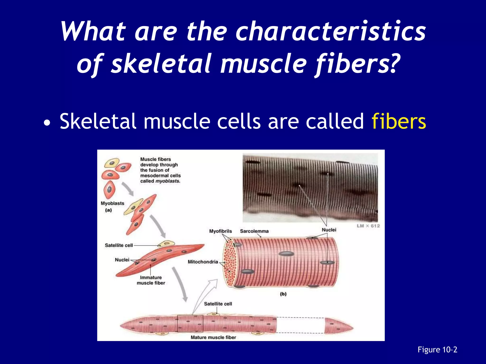 MUSCLE TISSUE.pptx