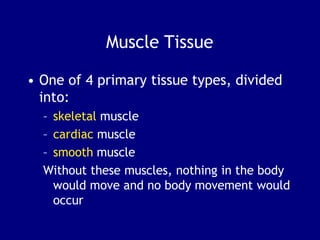 MUSCLE TISSUE.pptx