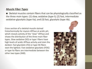 Muscle Tissue.pptx