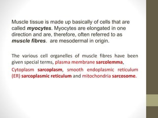 Muscle Tissue.pptx