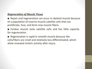Muscle Tissue.pptx