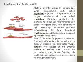Muscle Tissue.pptx